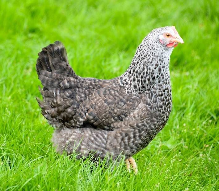 Meadowvale Poultry - Live Poultry for sale